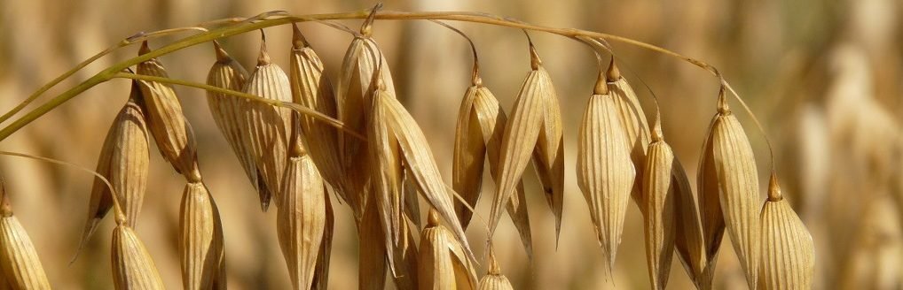 10 Traditional Kent Foods - British Food and Travel